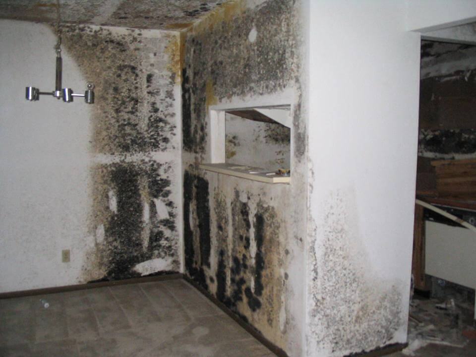 How to prevent mold in your home - Express Mold Services